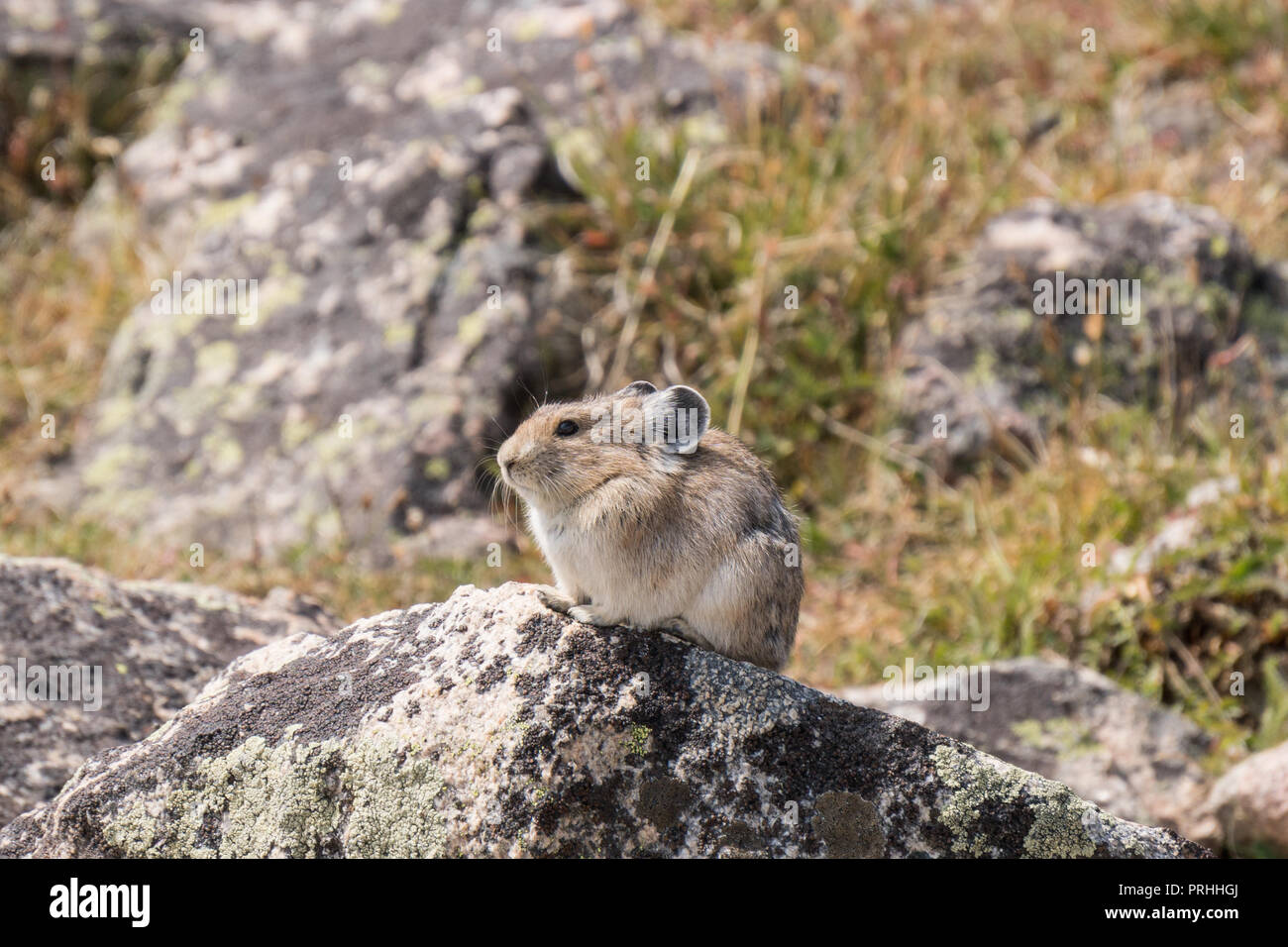 Pika gipfel -Fotos und -Bildmaterial in hoher Auflösung – Alamy