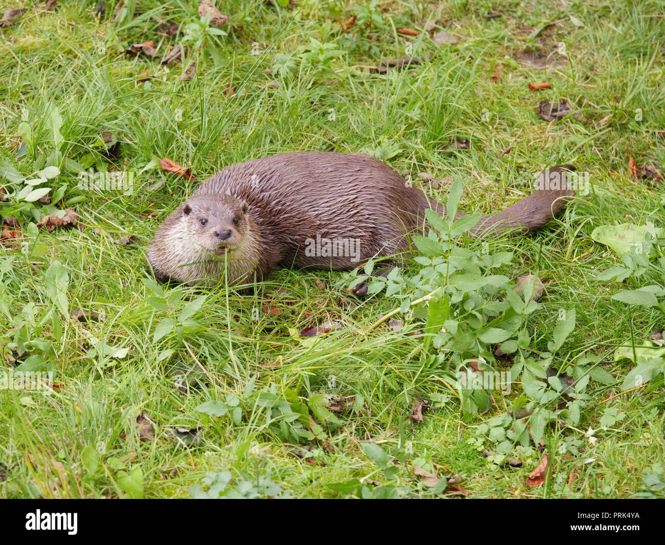 Wildpark lusen -Fotos und -Bildmaterial in hoher Auflösung – Alamy