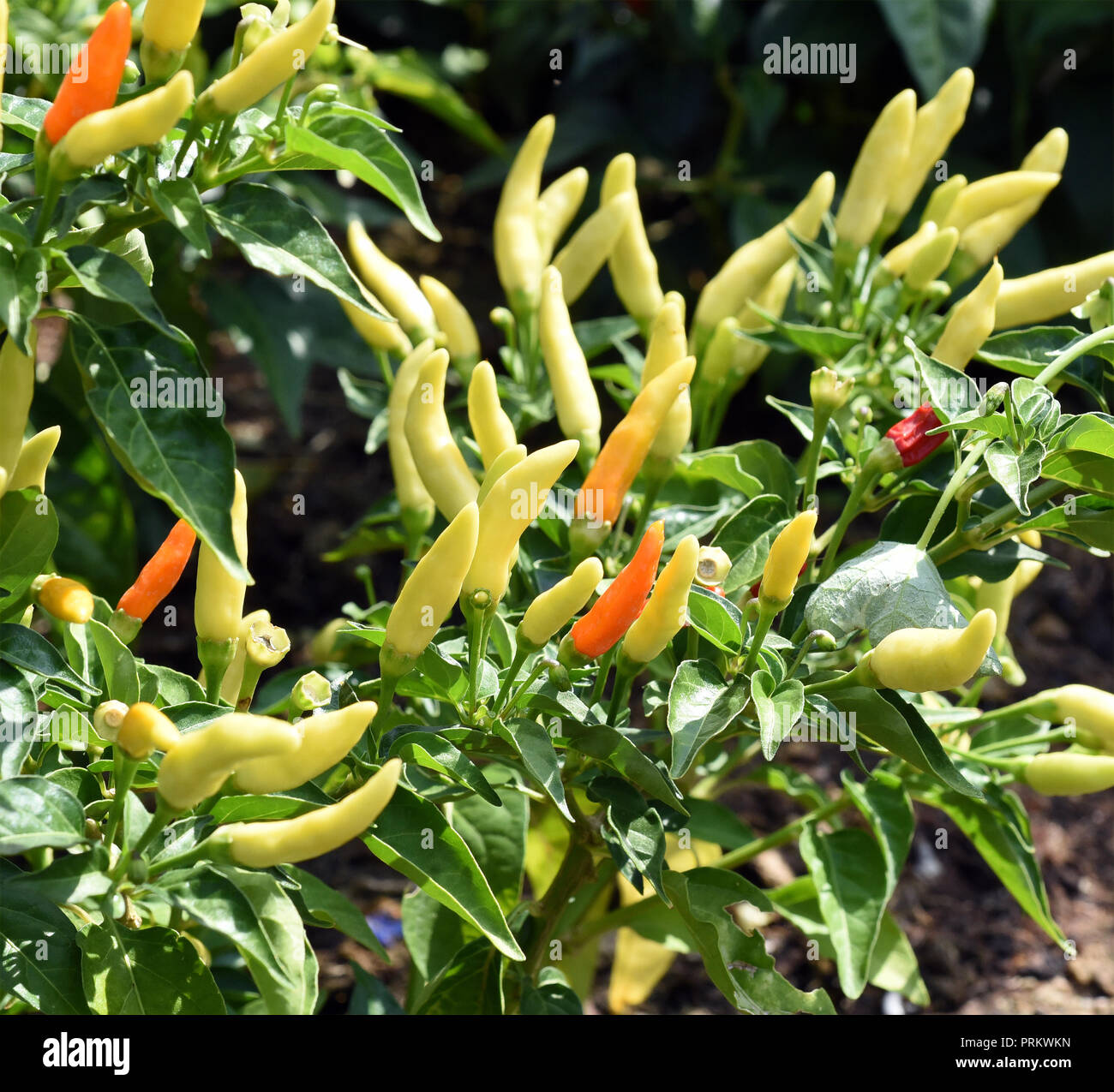 Cheyenne f1 -Fotos und -Bildmaterial in hoher Auflösung – Alamy