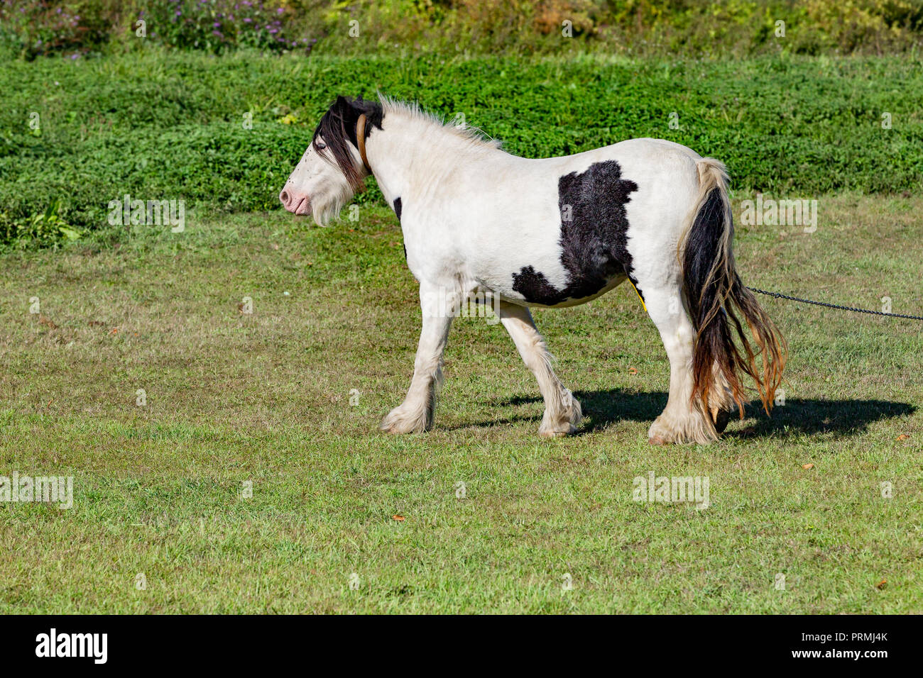 Irische zigeuner -Fotos und -Bildmaterial in hoher Auflösung – Alamy