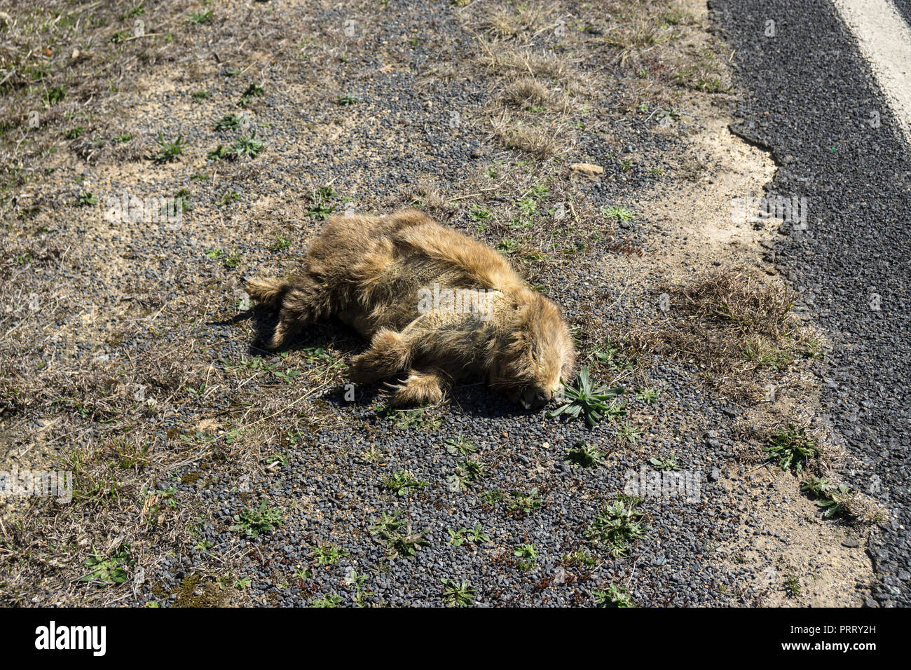 Toter wombat -Fotos und -Bildmaterial in hoher Auflösung – Alamy