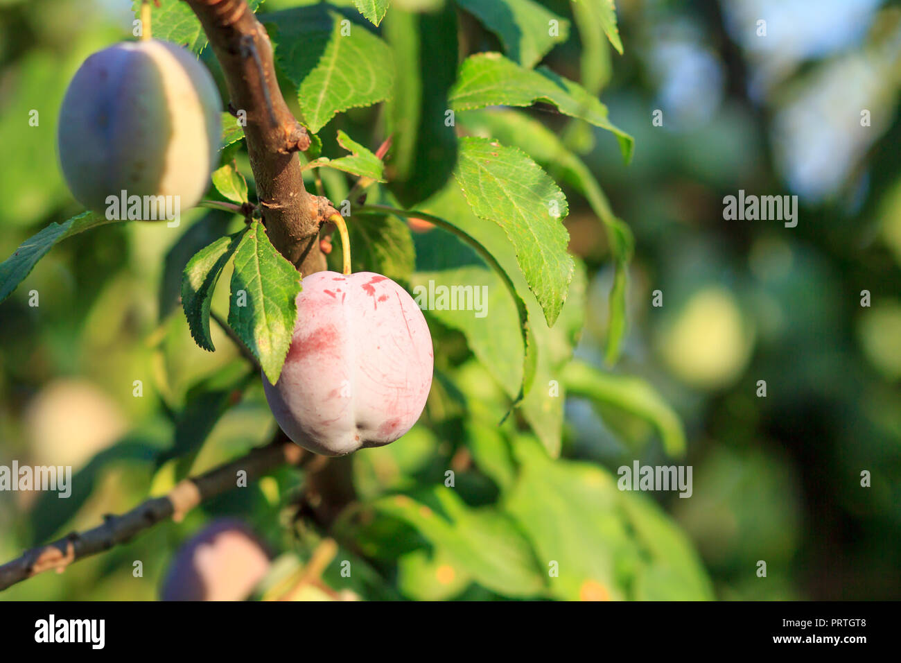 Damson tree fruits -Fotos und -Bildmaterial in hoher Auflösung – Alamy