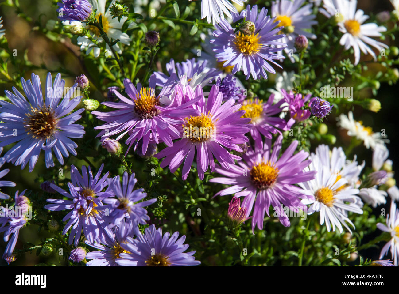 Astern sorten -Fotos und -Bildmaterial in hoher Auflösung – Alamy