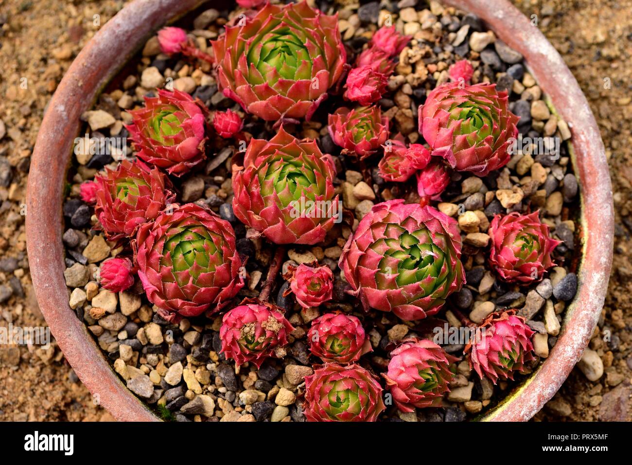 Rosetten rosetten -Fotos und -Bildmaterial in hoher Auflösung – Alamy