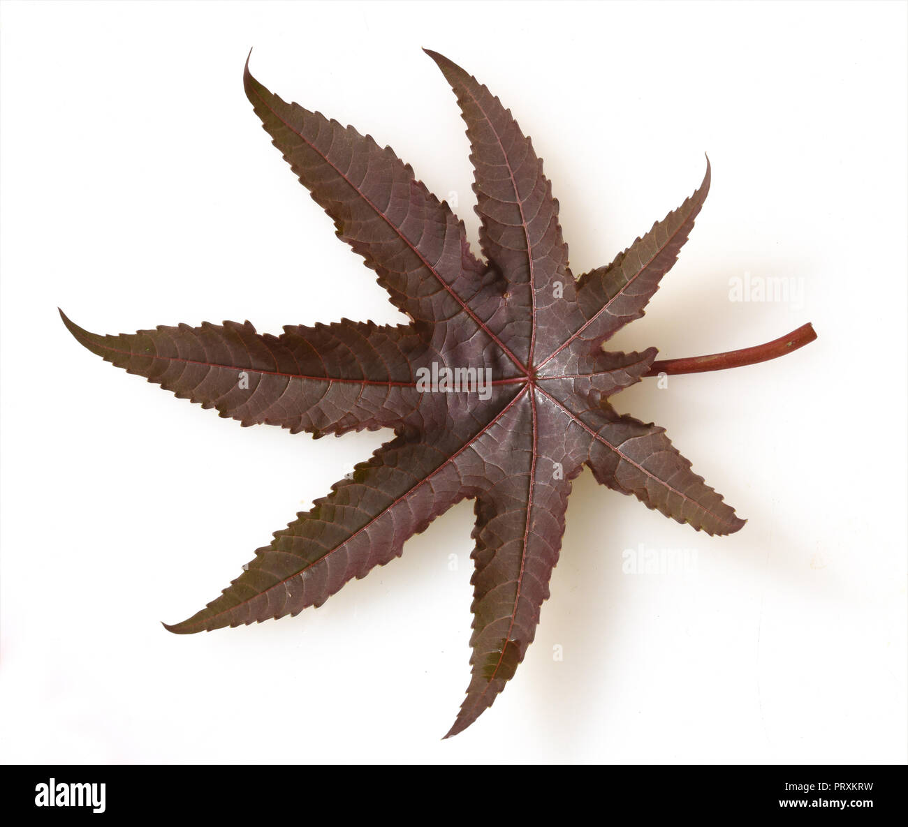 Ricinus communis rizinus -Fotos und -Bildmaterial in hoher Auflösung ...