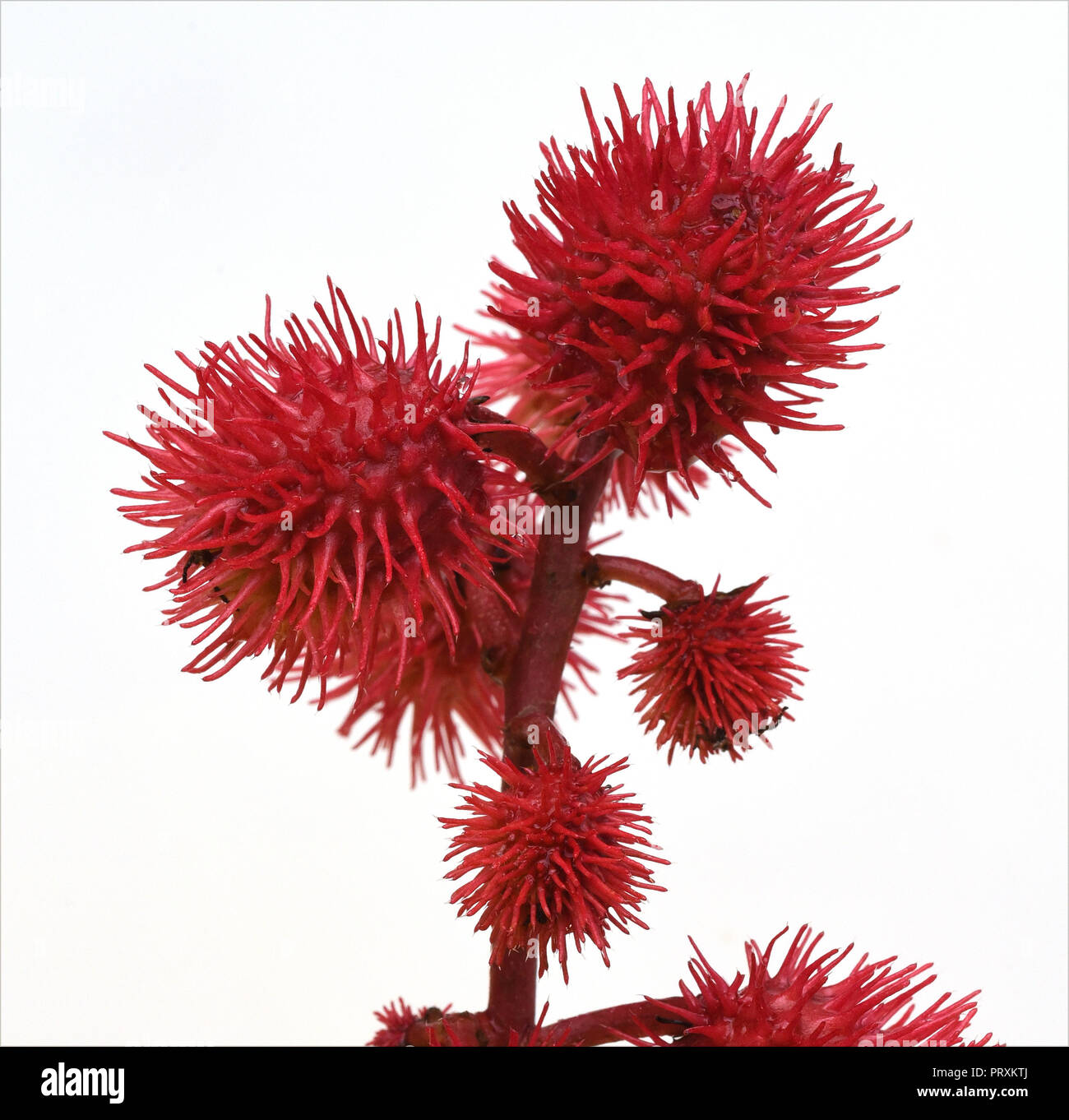 Wilder ricinus communis -Fotos und -Bildmaterial in hoher Auflösung – Alamy