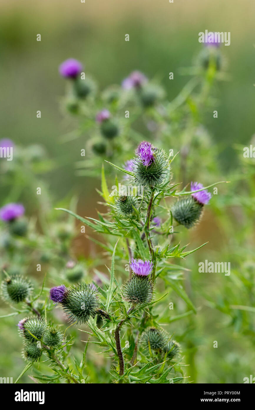 Wilden schottischen Disteln mit lila Blüten wachsen in der Hecke oder ...