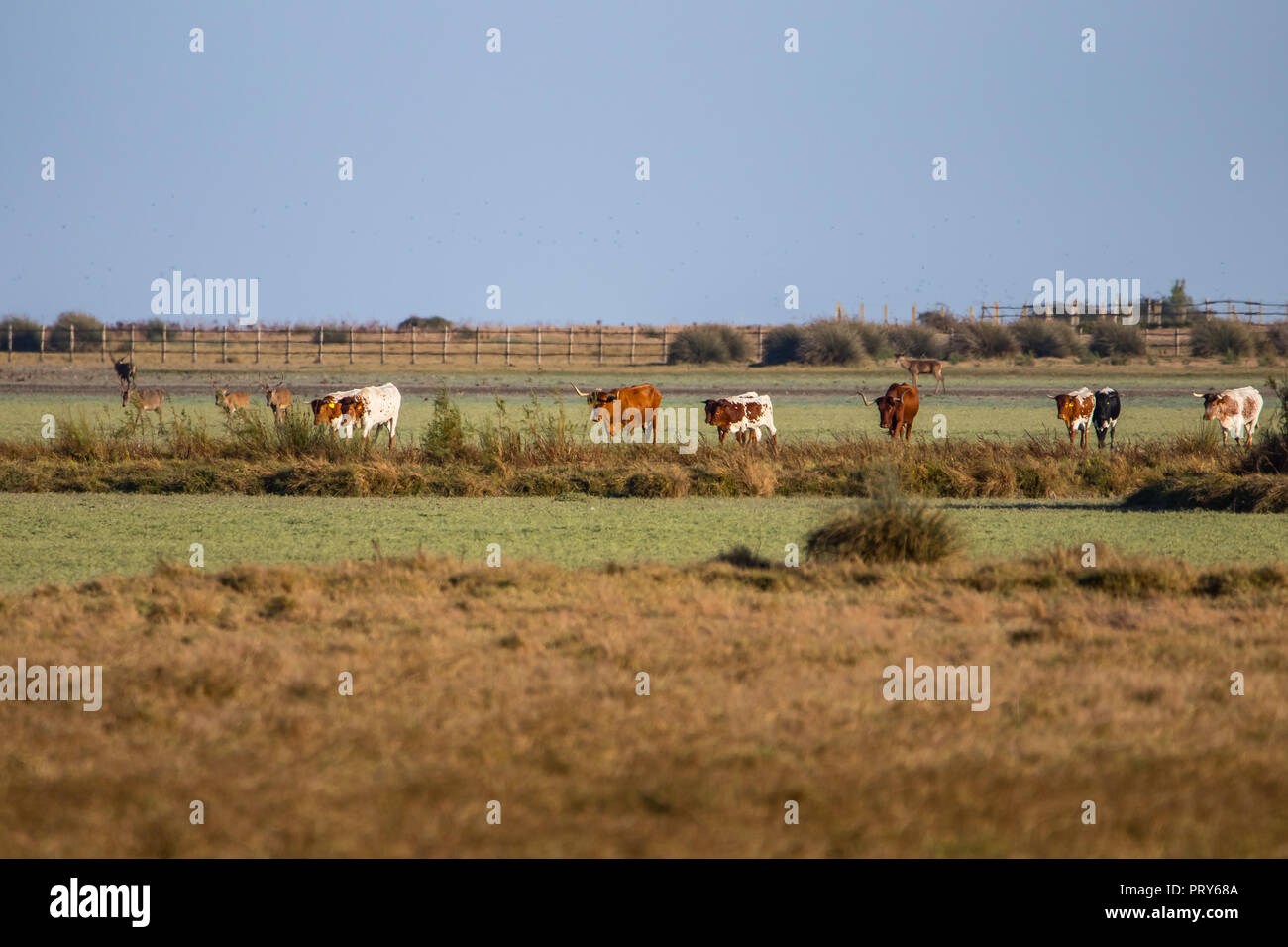 Horse Mating Stockfotos und -bilder Kaufen - Alamy