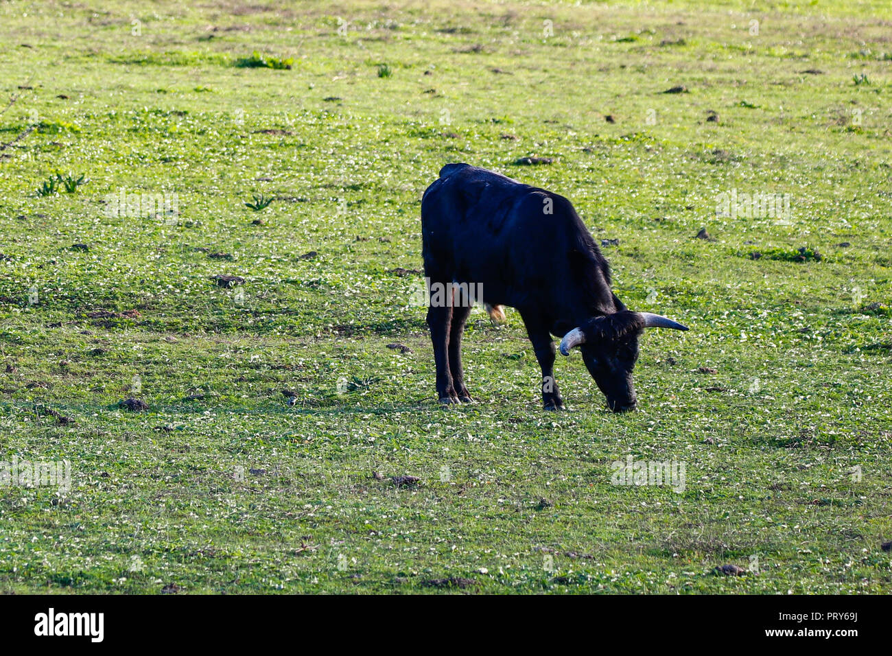 Horse Mating Stockfotos und -bilder Kaufen - Alamy
