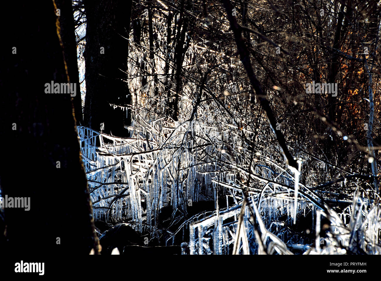 Baumzweige winter kanada -Fotos und -Bildmaterial in hoher Auflösung ...