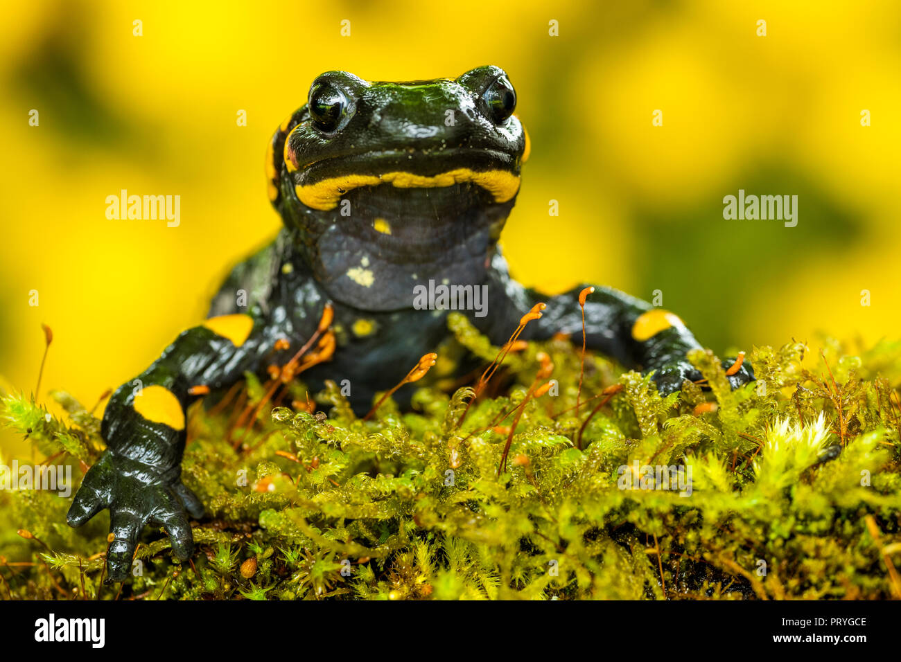 Feuersalamander (Salamandra salamandra), sitzt im Moos, Tier Portrait ...