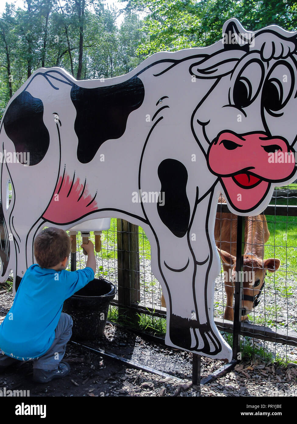 Boy cow milking child -Fotos und -Bildmaterial in hoher Auflösung – Alamy
