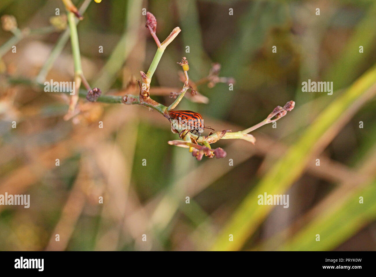 Rote Gestreifte Wanze Stockfotos und -bilder Kaufen - Alamy