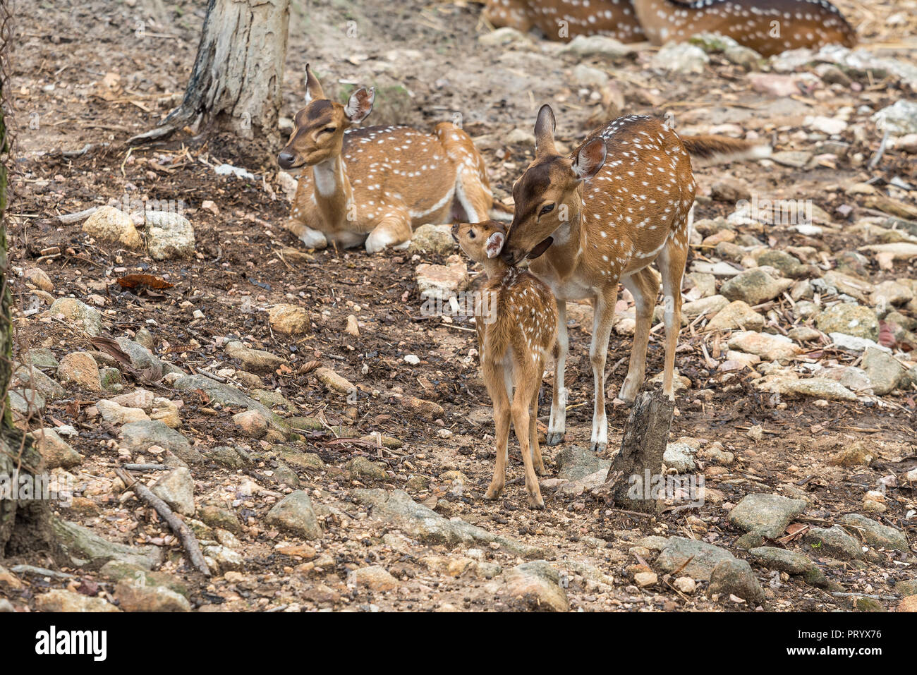 Baby Chital Stockfotos und -bilder Kaufen - Alamy