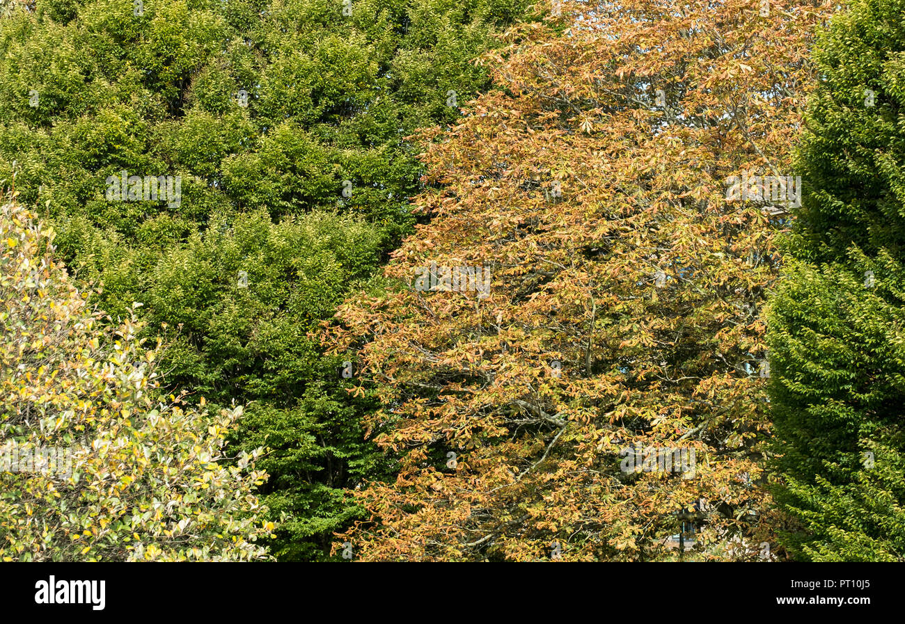 Verschiedene Arten von Baum und wechselt die Farbe im Herbst ...