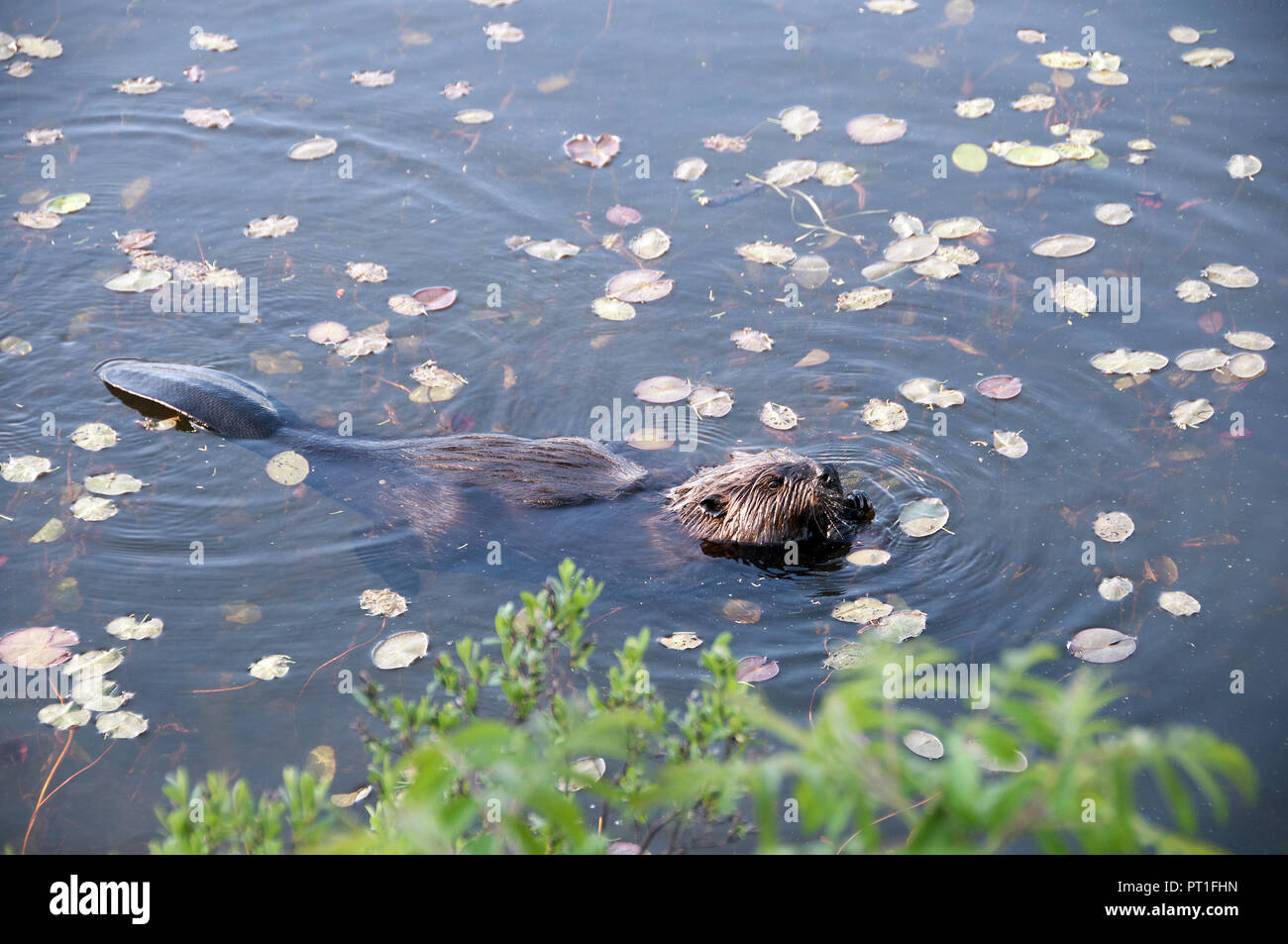 Biber im wasser -Fotos und -Bildmaterial in hoher Auflösung – Alamy