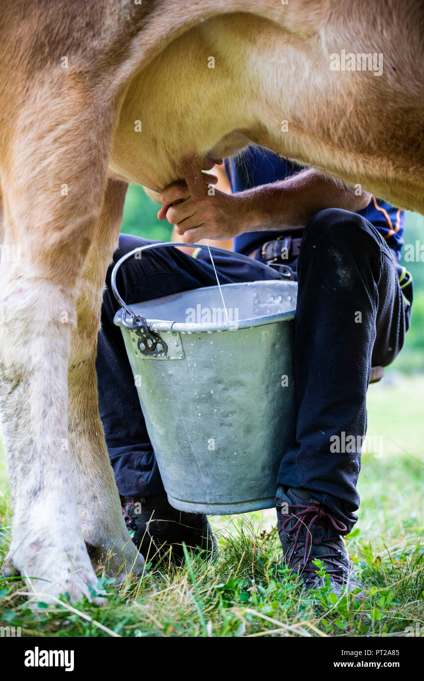 Eine kuh melken -Fotos und -Bildmaterial in hoher Auflösung – Alamy