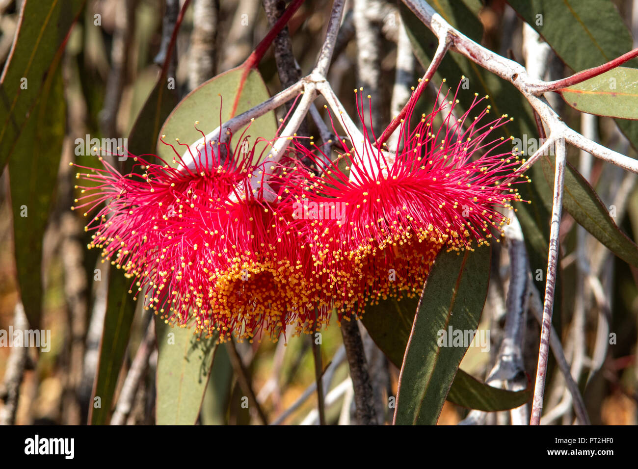 Eucalyptus caesia subsp Caesia, Gungurru Stockfotografie - Alamy