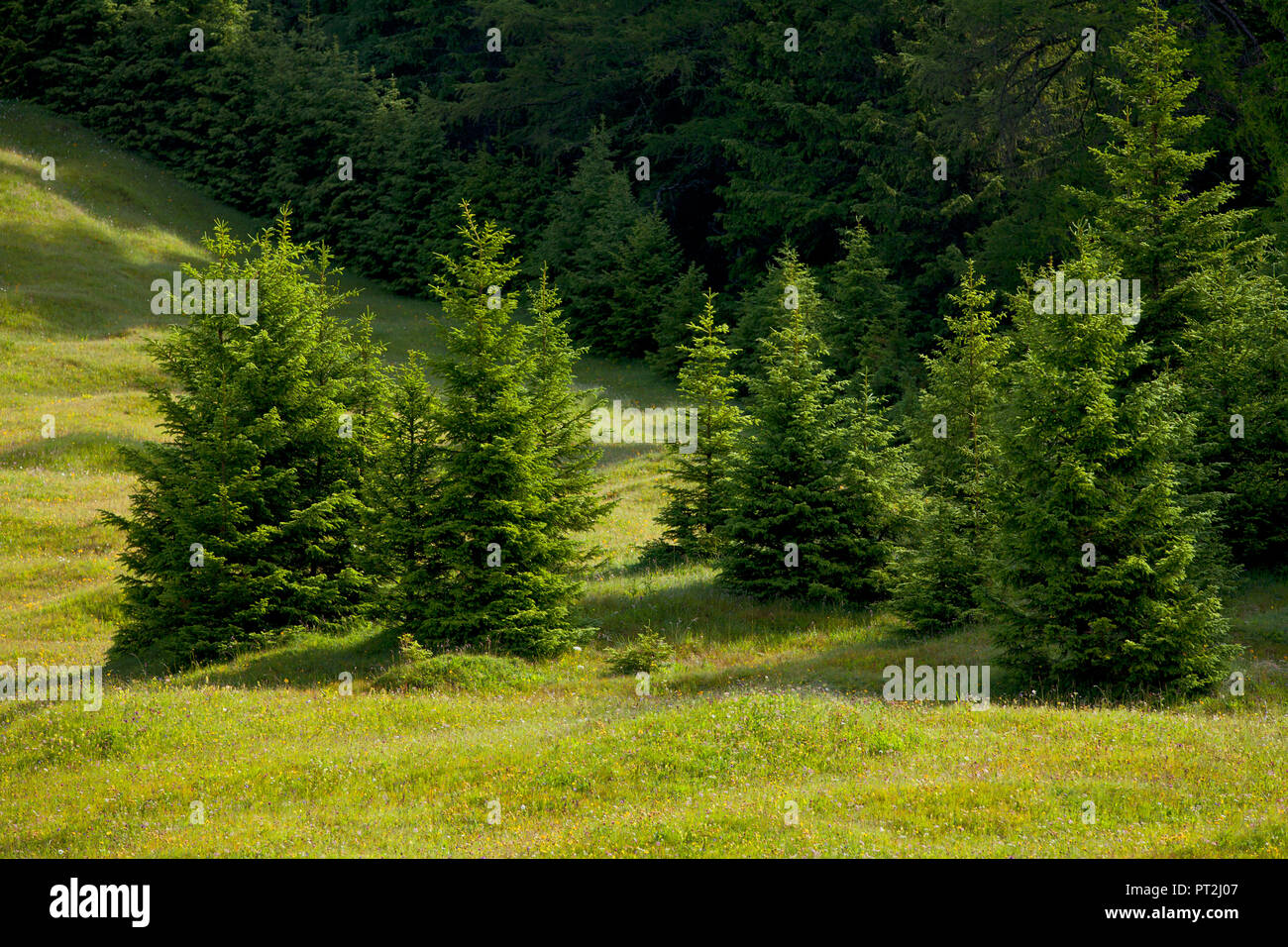 Junger fichtenwald -Fotos und -Bildmaterial in hoher Auflösung – Alamy