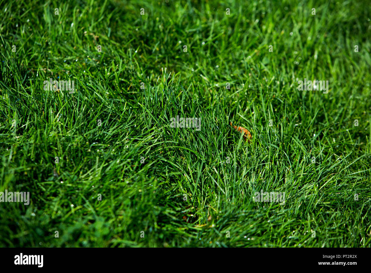 Grass Seamless Texture Stockfotos und -bilder Kaufen - Seite 3 - Alamy
