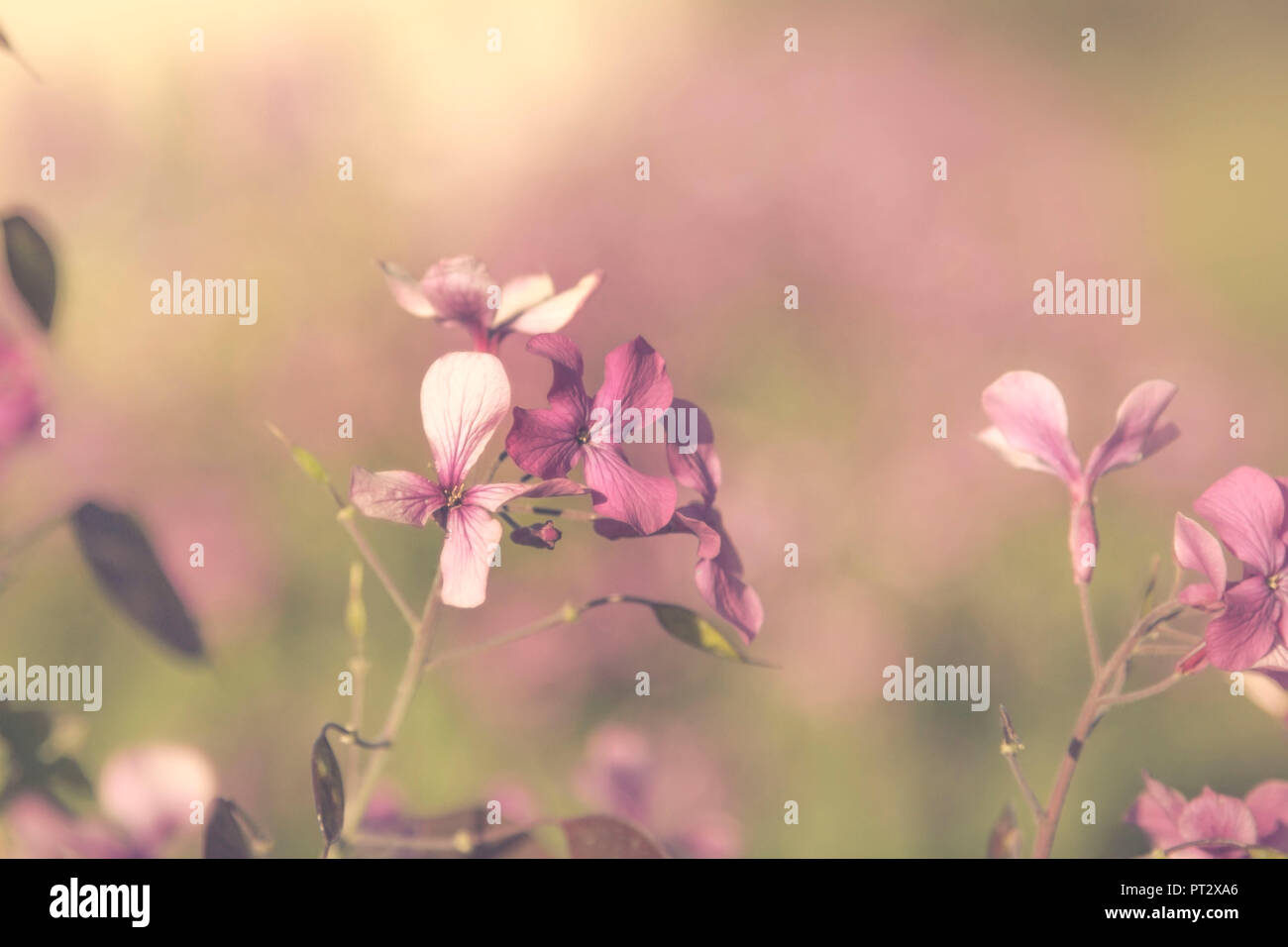 Kleine violette blumen -Fotos und -Bildmaterial in hoher Auflösung – Alamy