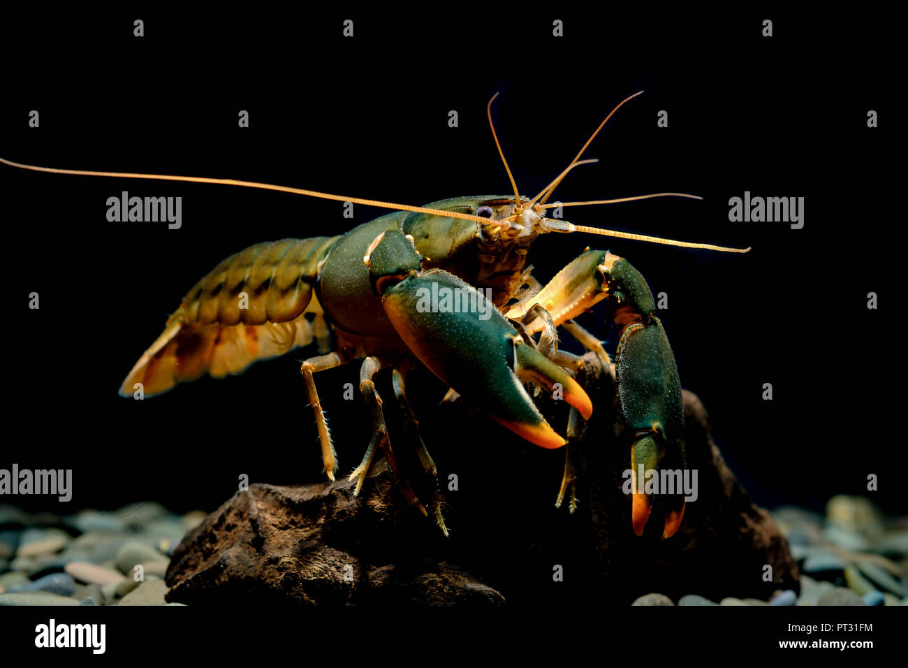 Roter Hummer Im Aquarium Stockfotos und -bilder Kaufen - Alamy