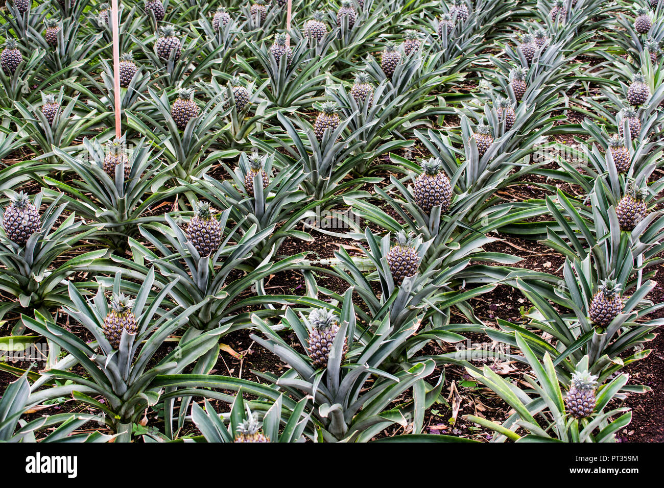 Azoren ananas plantage -Fotos und -Bildmaterial in hoher Auflösung – Alamy