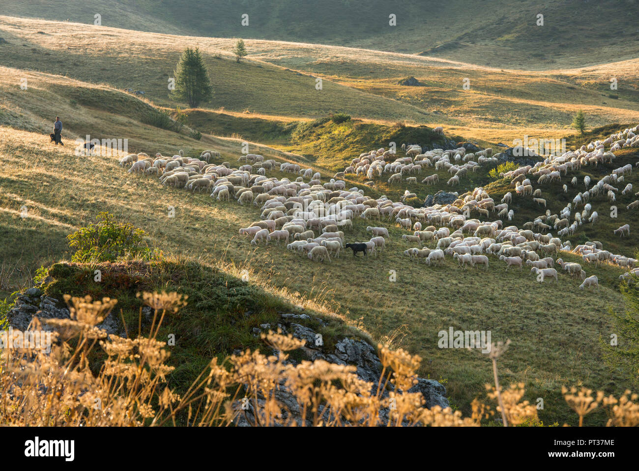 Schafe und hirten -Fotos und -Bildmaterial in hoher Auflösung – Alamy