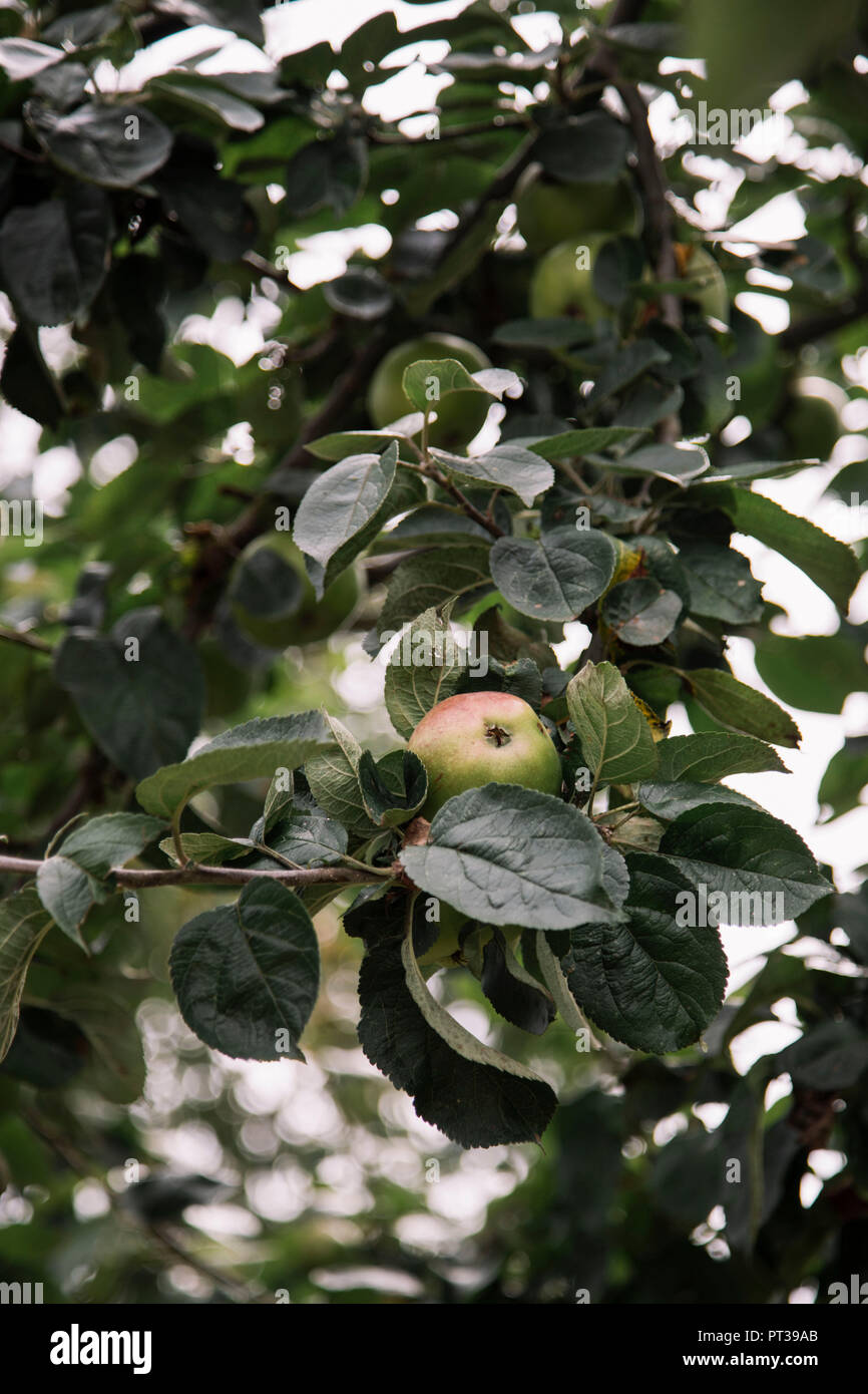 Äpfel Am Baum Stockfotos & Äpfel Am Baum Bilder - Seite 2 - Alamy