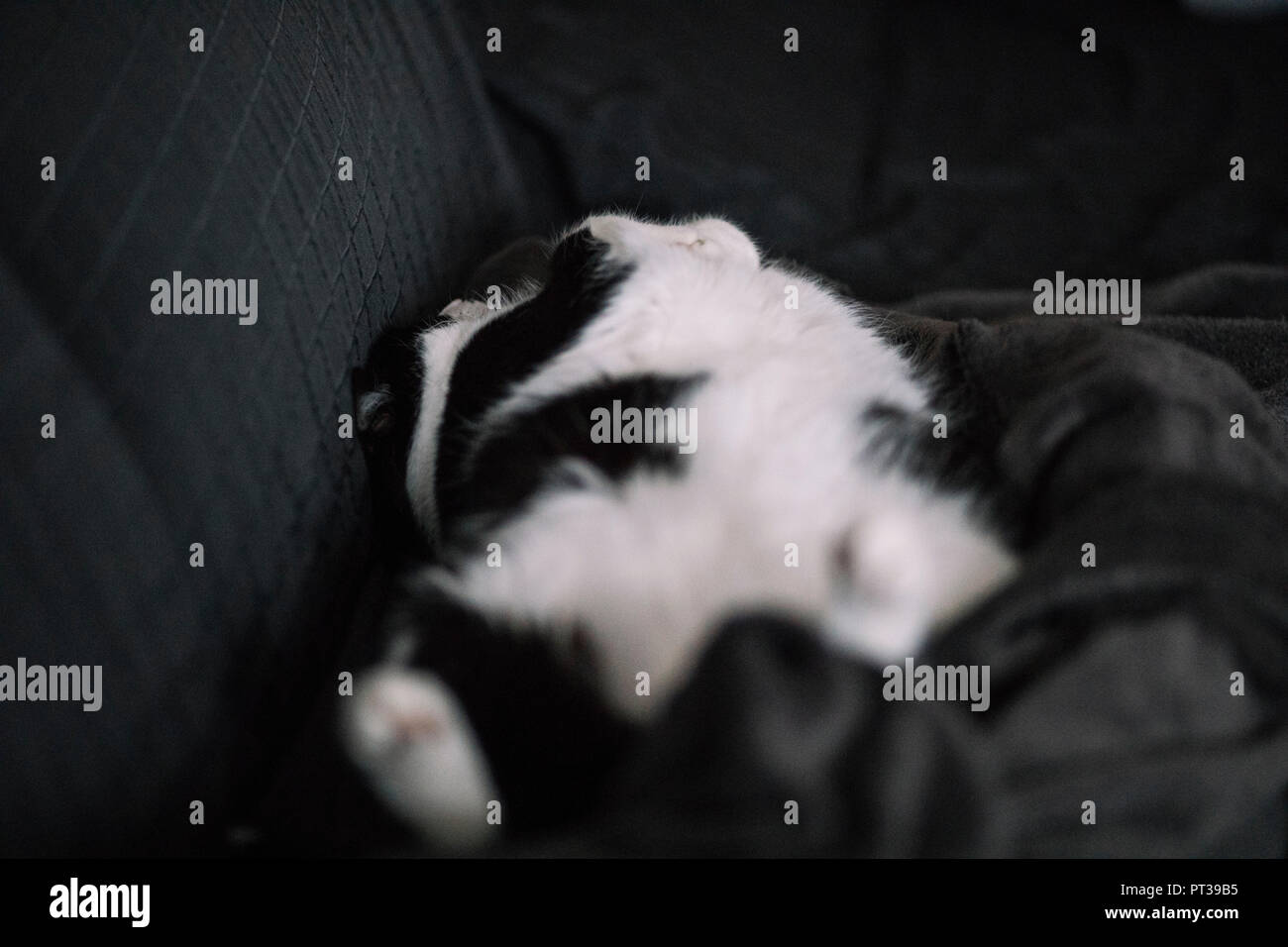 Schwarze katze auf dem sofa -Fotos und -Bildmaterial in hoher Auflösung ...