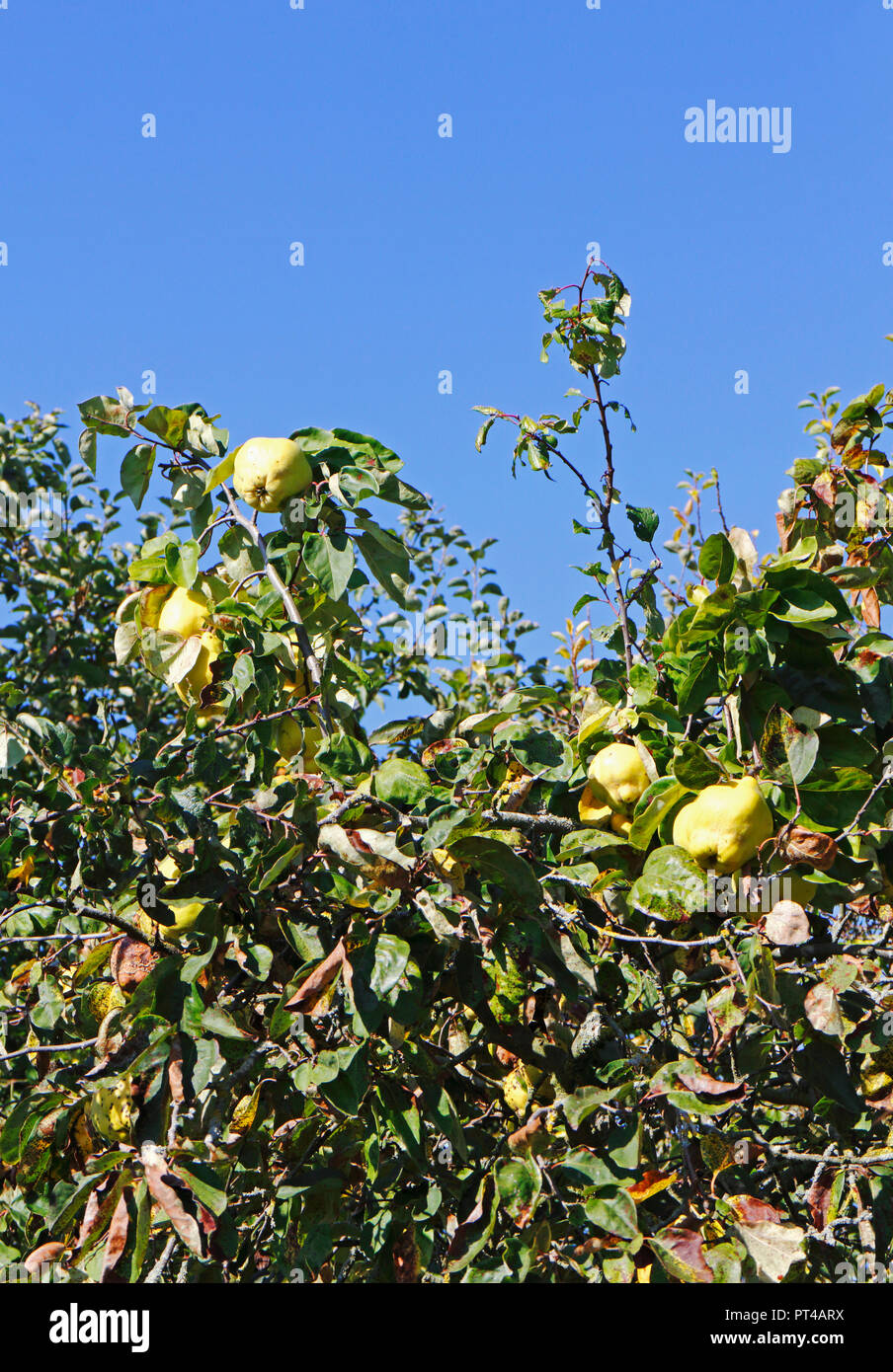 Unreife quitte -Fotos und -Bildmaterial in hoher Auflösung – Alamy