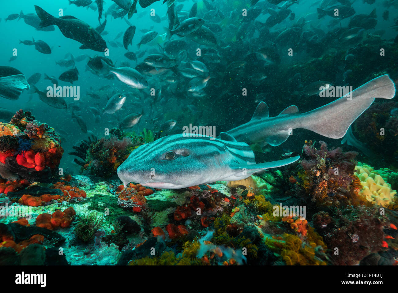 Poroderma africanum -Fotos und -Bildmaterial in hoher Auflösung – Alamy