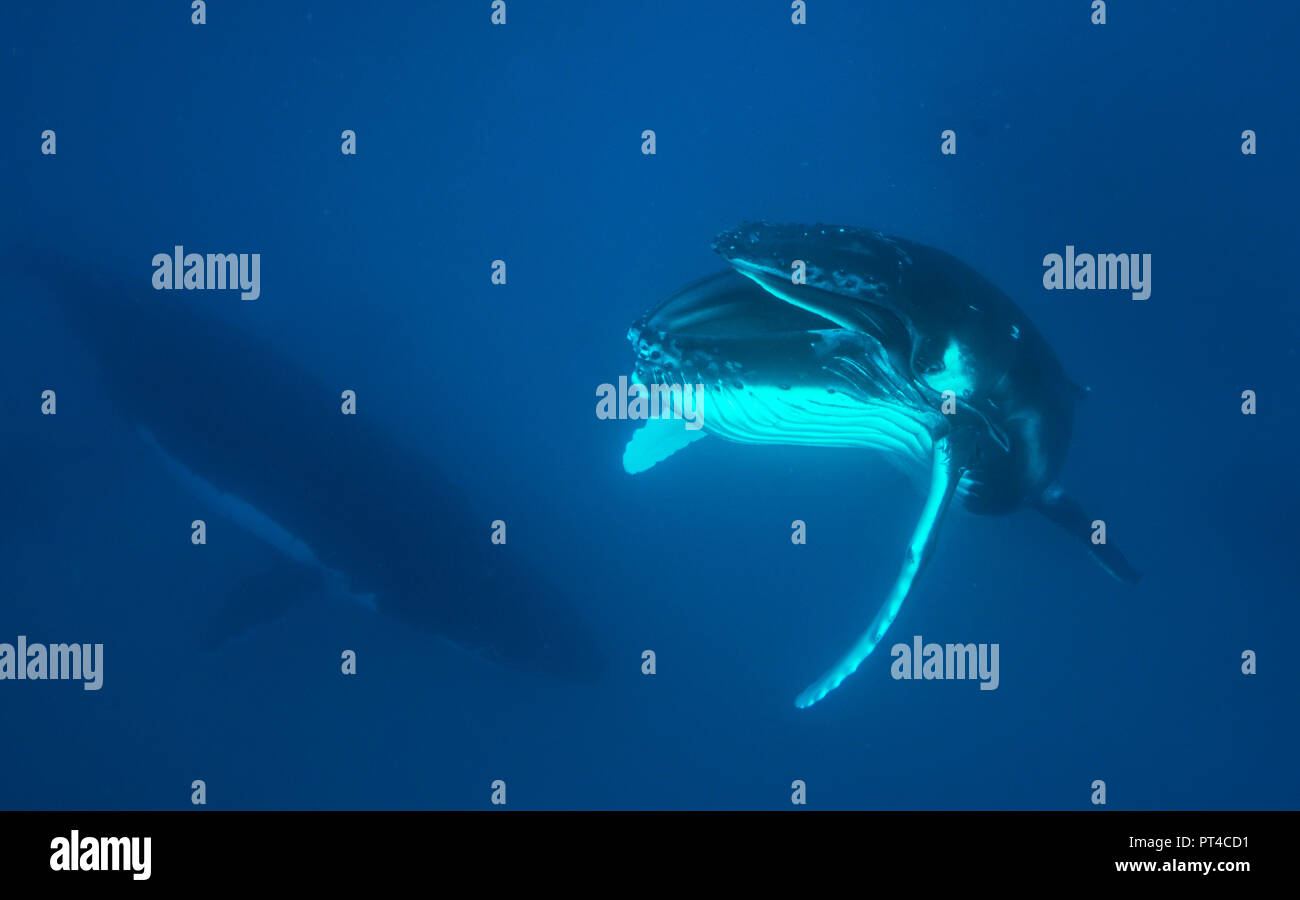 Der buckelwale -Fotos und -Bildmaterial in hoher Auflösung – Alamy