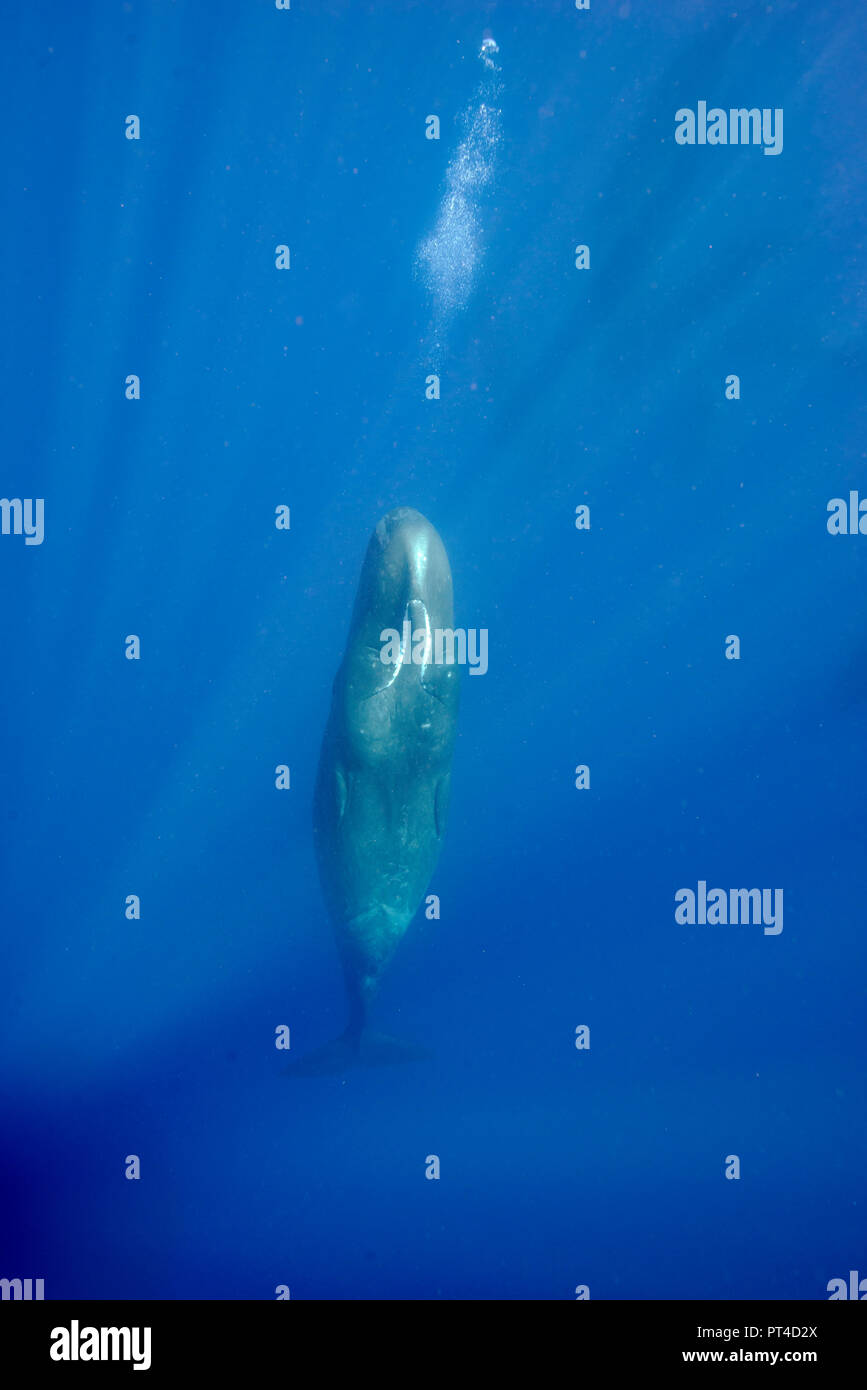 Pottwal schlafen -Fotos und -Bildmaterial in hoher Auflösung – Alamy