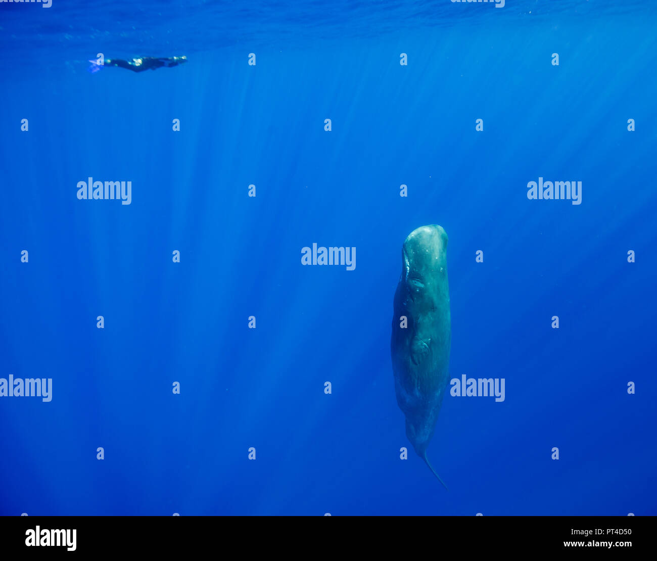 Pottwal schlafen -Fotos und -Bildmaterial in hoher Auflösung – Alamy