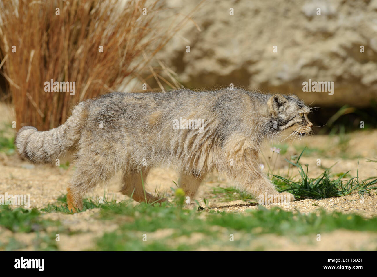 Asiatische Steppen Wildkatze Stockfotos und -bilder Kaufen - Alamy