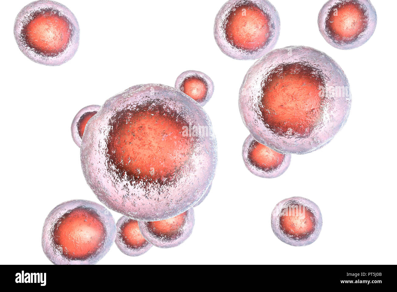 Embryonale stammzellen -Fotos und -Bildmaterial in hoher Auflösung – Alamy