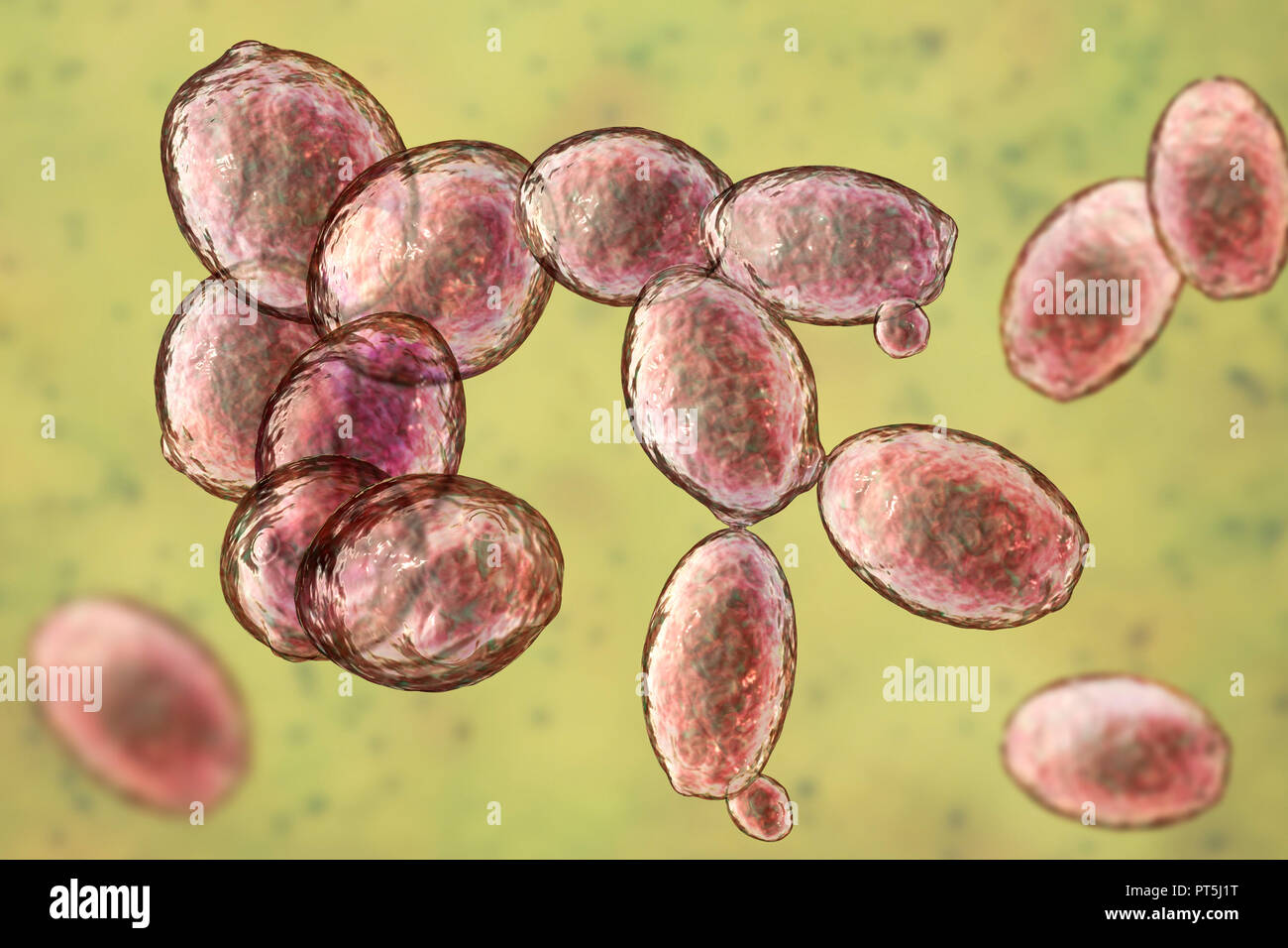 Hefezellen. Computer Abbildung: angehende Hefezellen (Saccharomyces ...