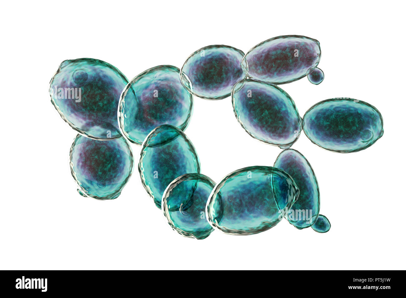 Yeast Cell Stockfotos und -bilder Kaufen - Alamy