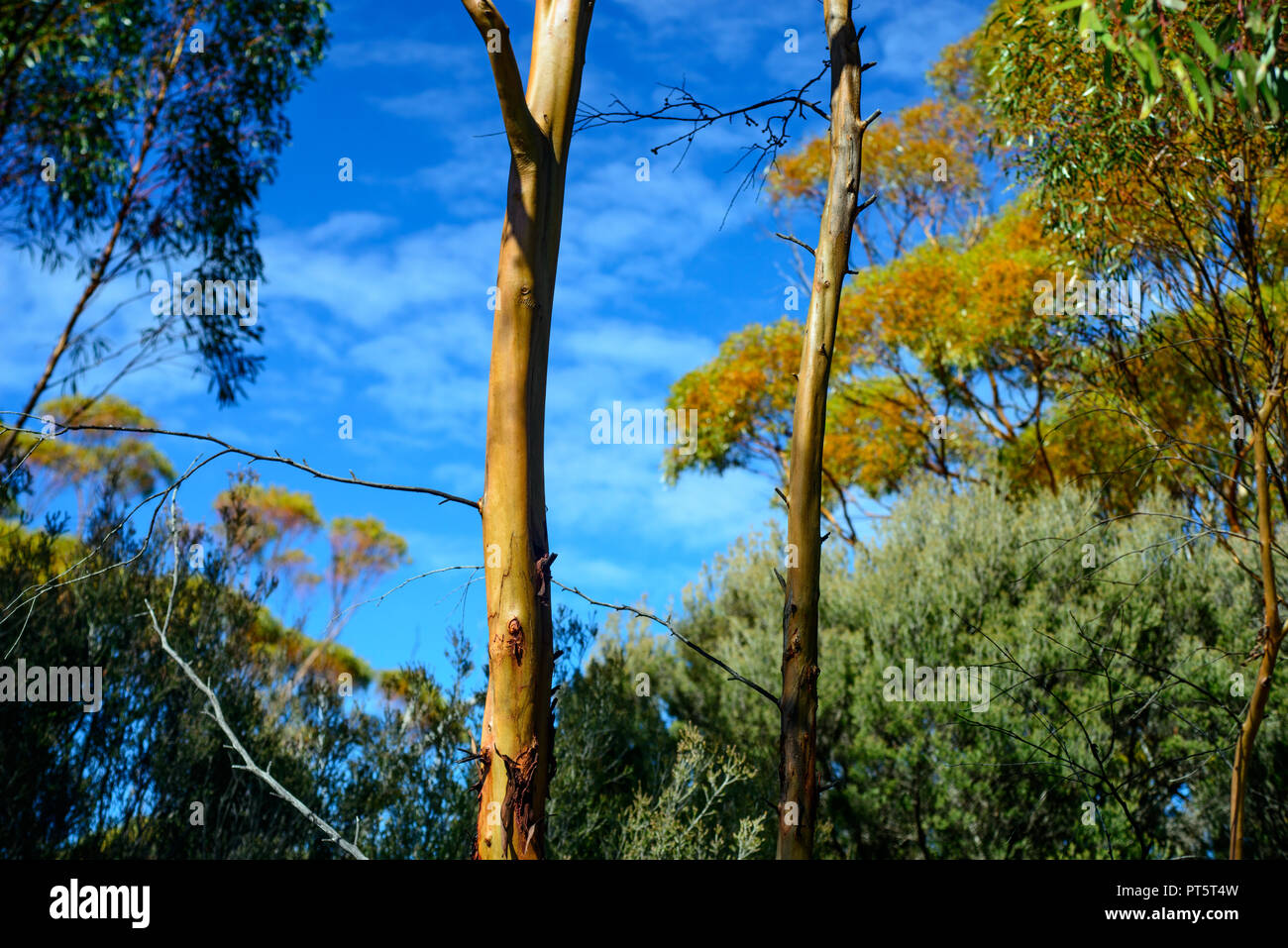 Rainbow Eucalyptus Trees Stockfotos und -bilder Kaufen - Alamy