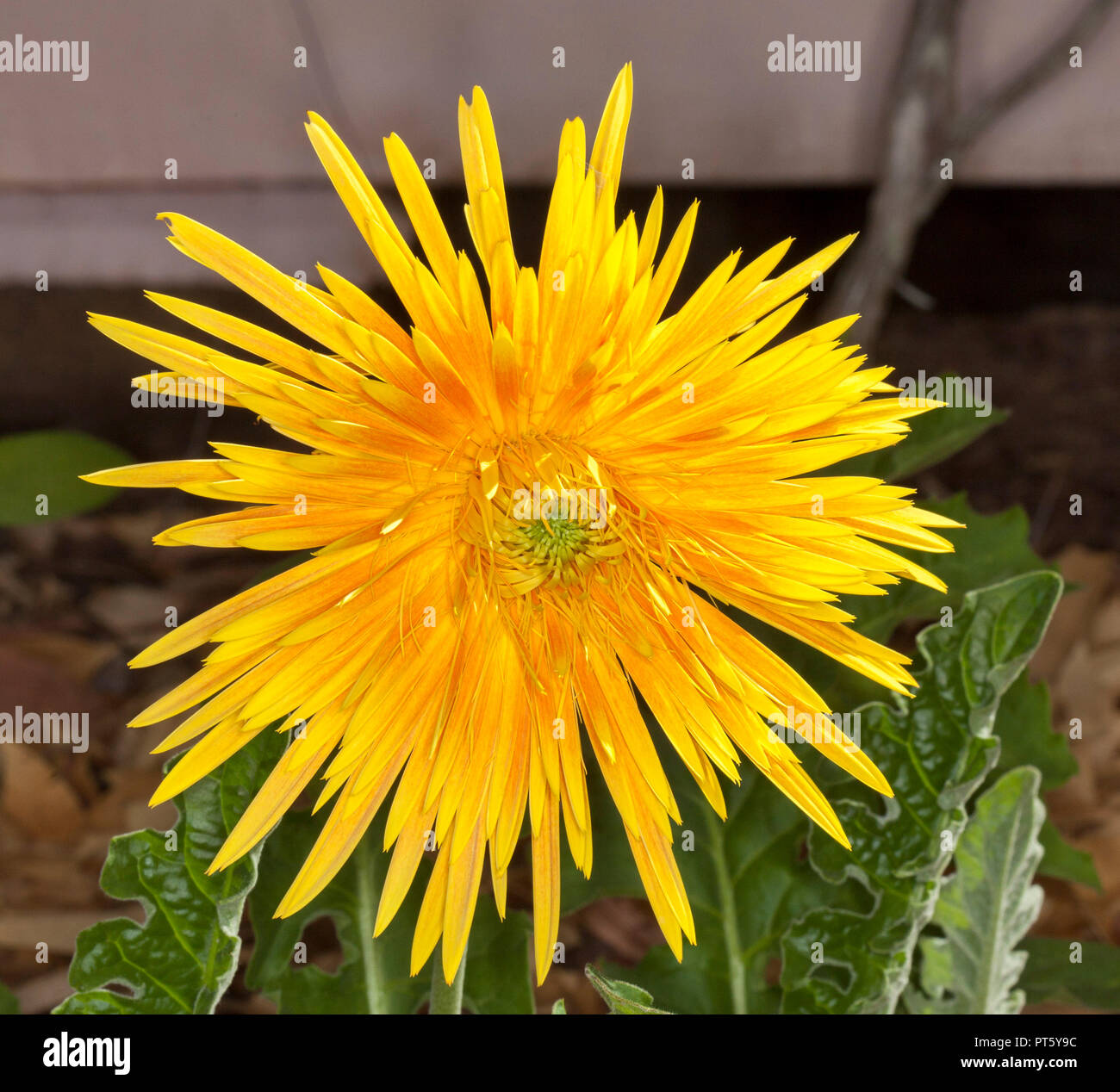Gerbera bauerii -Fotos und -Bildmaterial in hoher Auflösung – Alamy