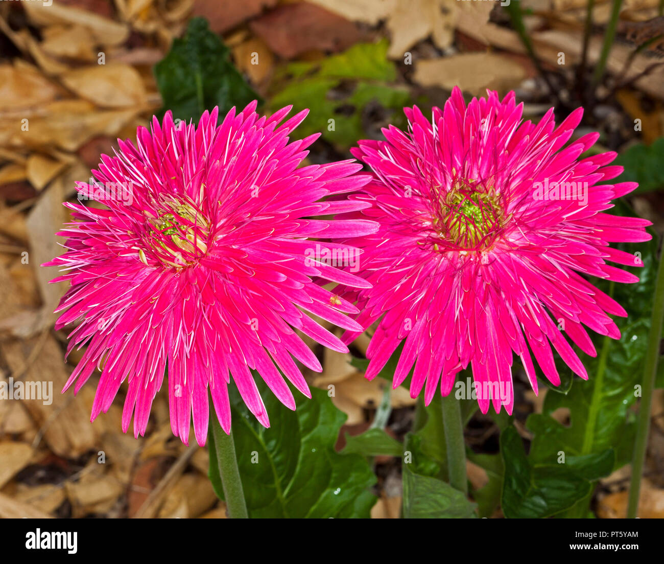 Gerbera bauerii -Fotos und -Bildmaterial in hoher Auflösung – Alamy
