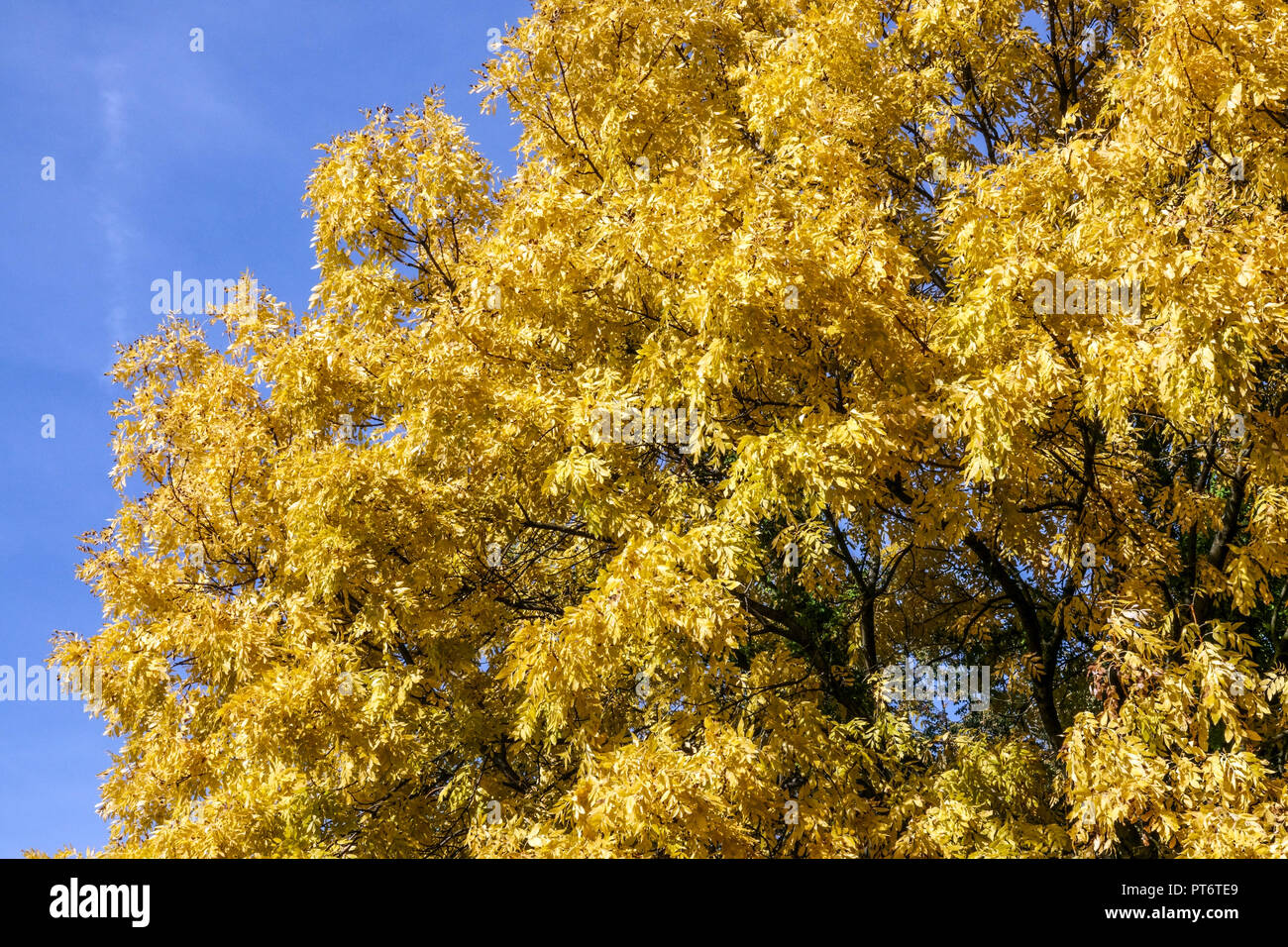 Gelbe esche -Fotos und -Bildmaterial in hoher Auflösung – Alamy