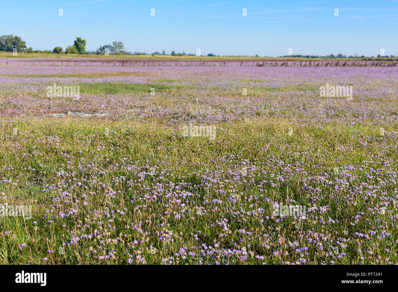 Strand Aster Stockfotos und -bilder Kaufen - Alamy