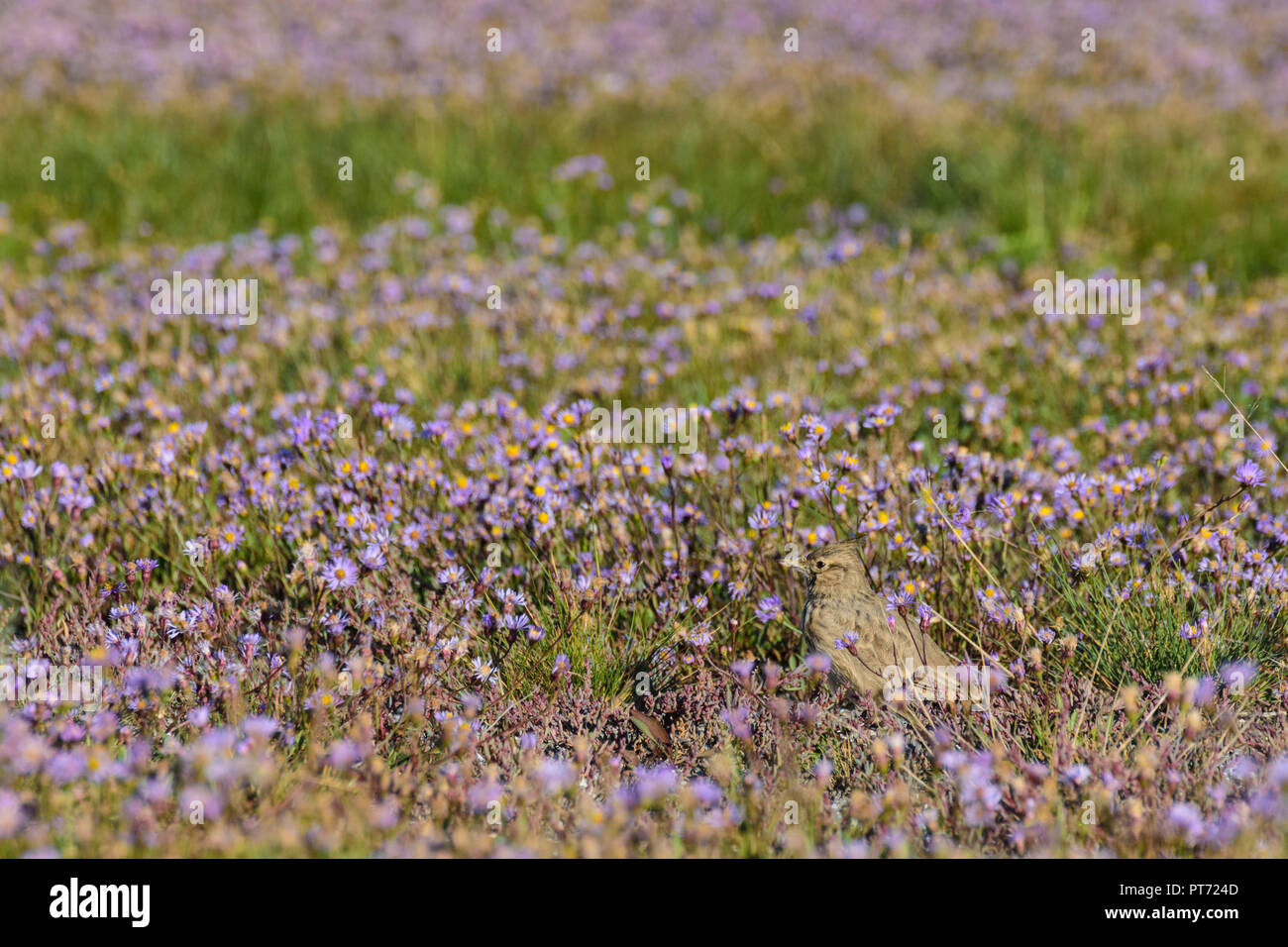 Strand Aster Stockfotos und -bilder Kaufen - Alamy