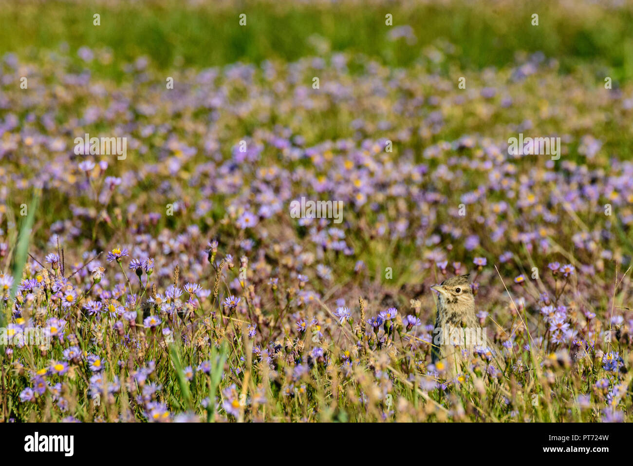 Strand Aster Stockfotos und -bilder Kaufen - Alamy
