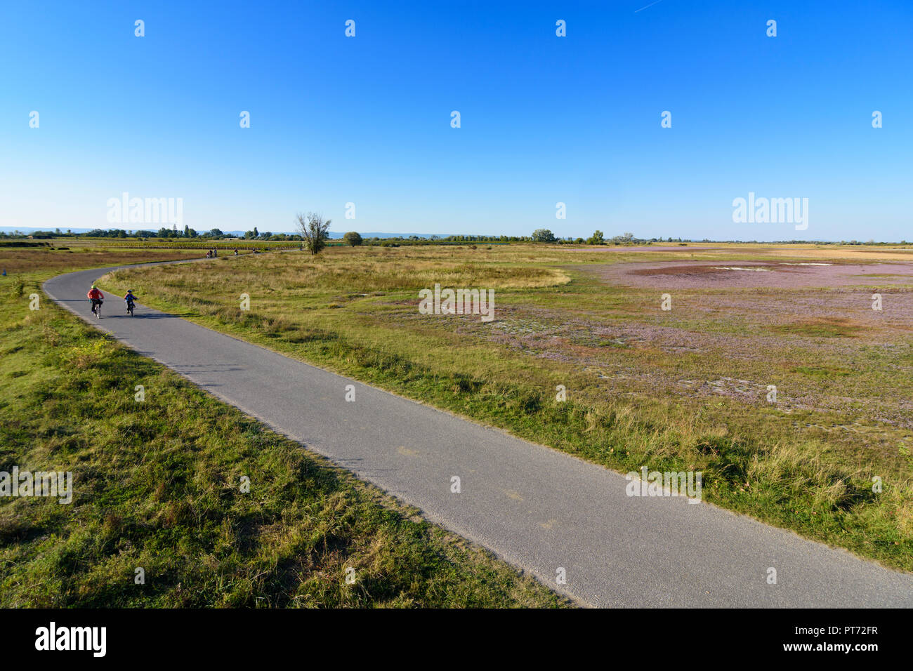 Strand Aster Stockfotos und -bilder Kaufen - Alamy