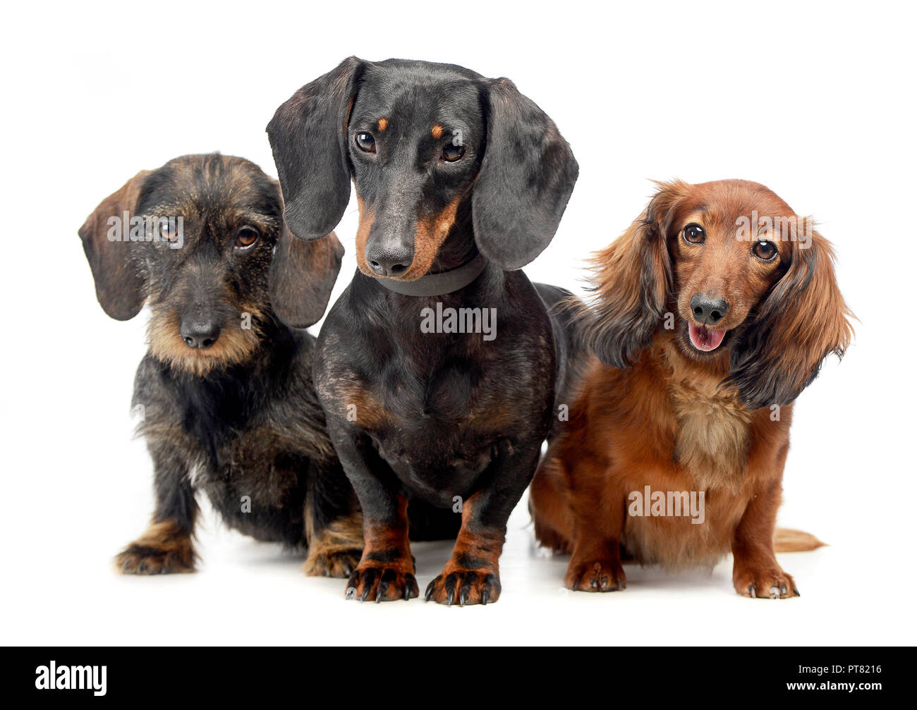 Langhaar Dackel Stockfotos und -bilder Kaufen - Alamy