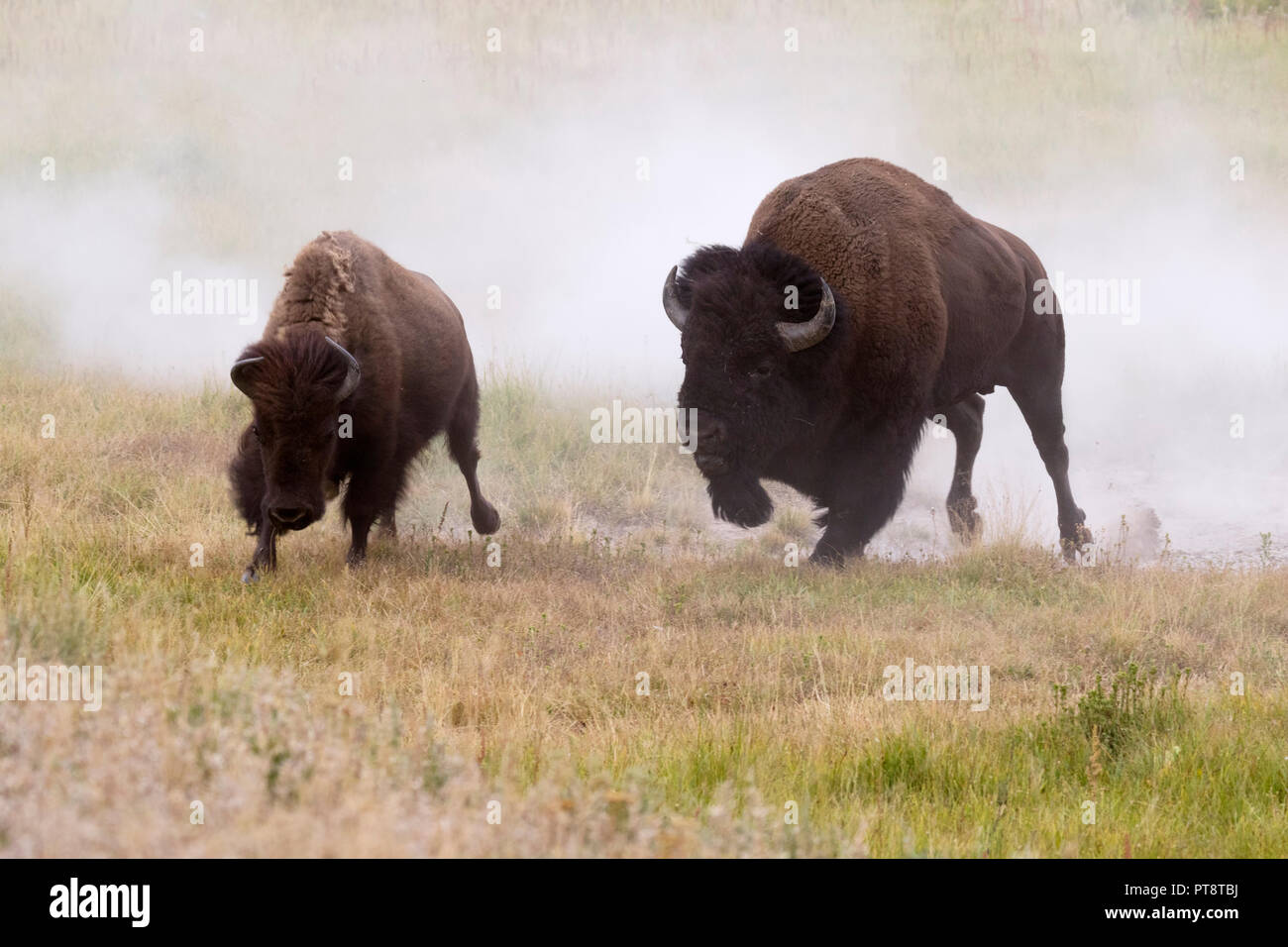 Breeding Cow Mating Stockfotos und -bilder Kaufen - Alamy