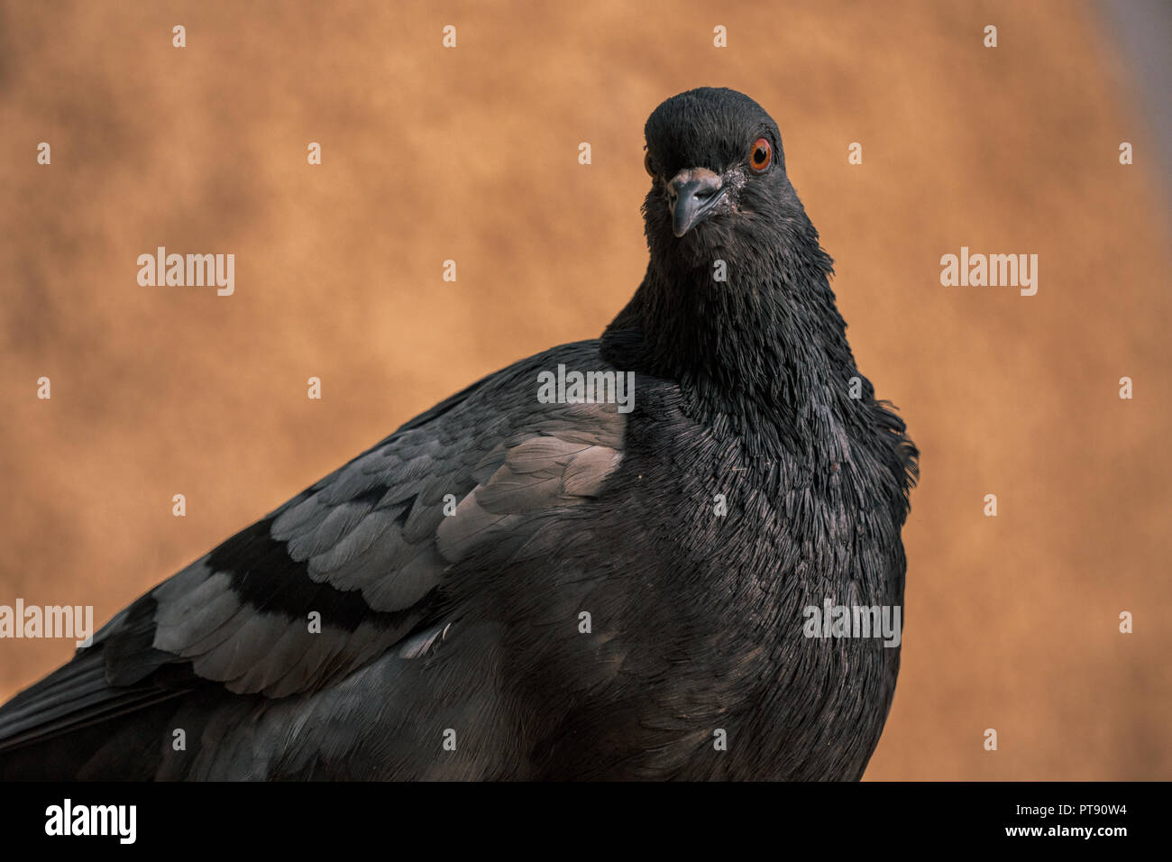 Immer noch taube -Fotos und -Bildmaterial in hoher Auflösung – Alamy